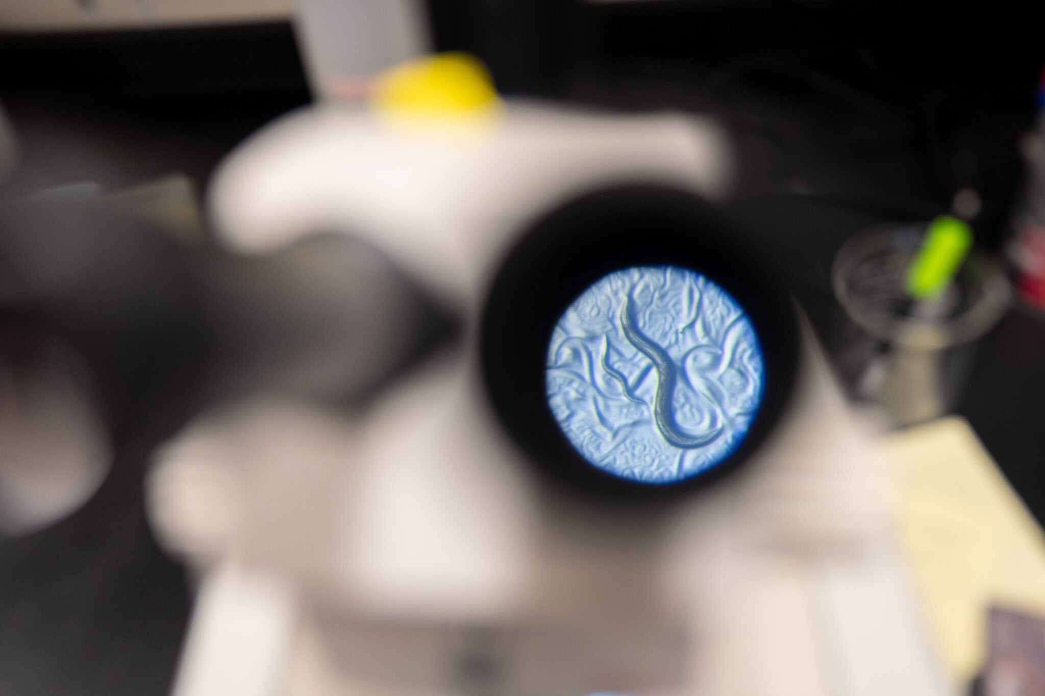 Modeling complex behavior with a simple organism - MIT School of Science